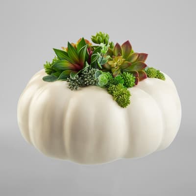 Succulent Garden Pumpkin | Projects | Michaels