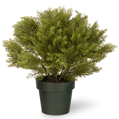20" Globe Juniper with Green Pot | Michaels