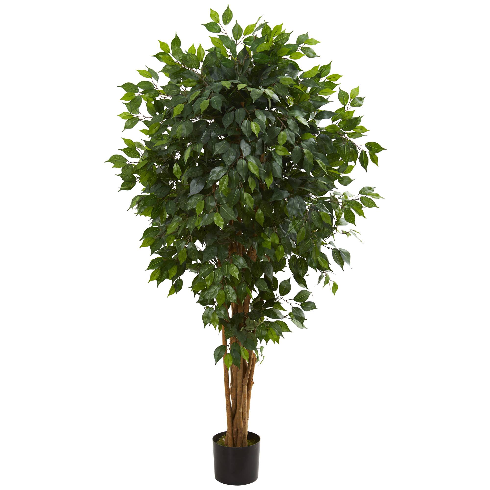 5.5ft. Potted Ficus Tree | Trees & Floor Plants | Michaels