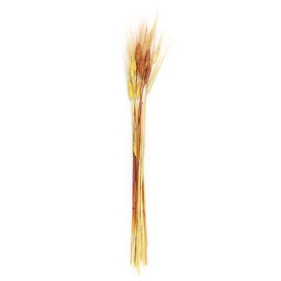 Dried Barley Mix Bundle by Ashland® | Michaels