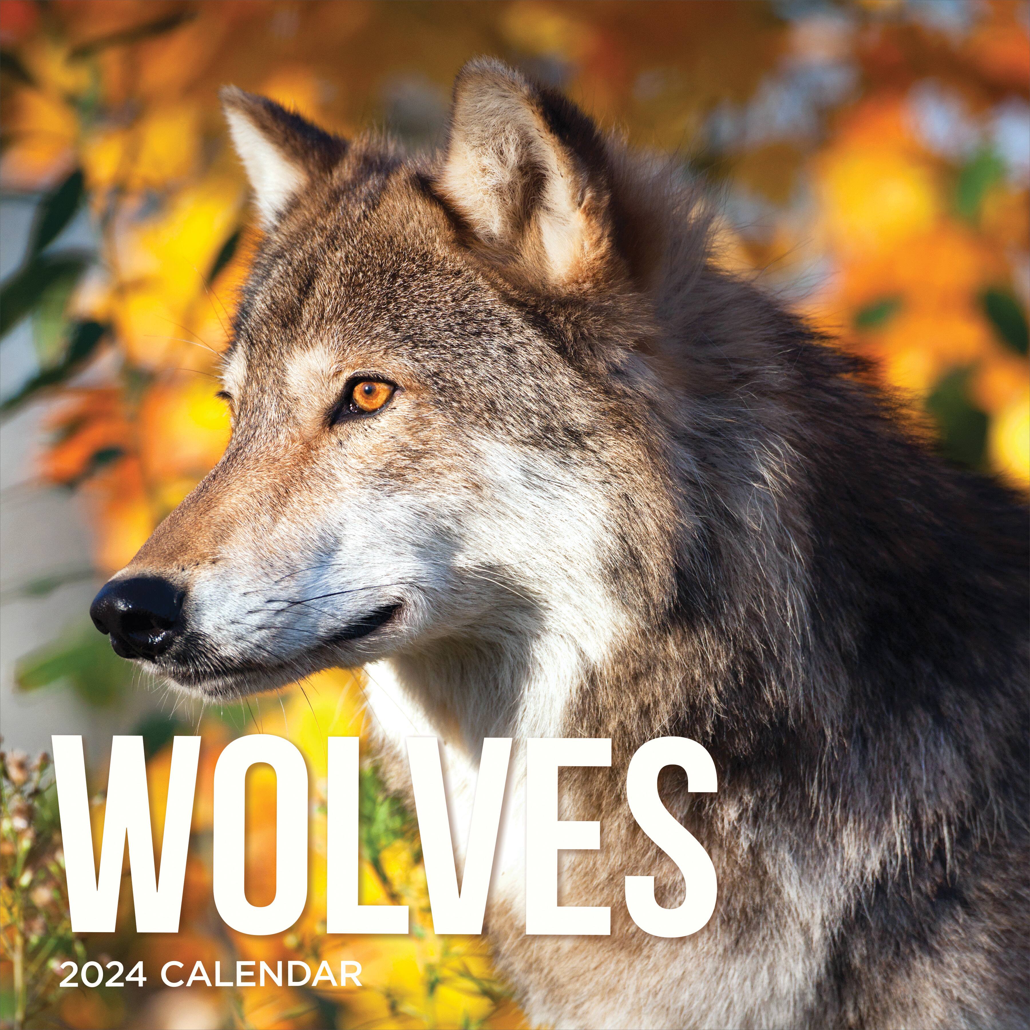 TF Publishing 2024 Wolves Wall Calendar | Michaels