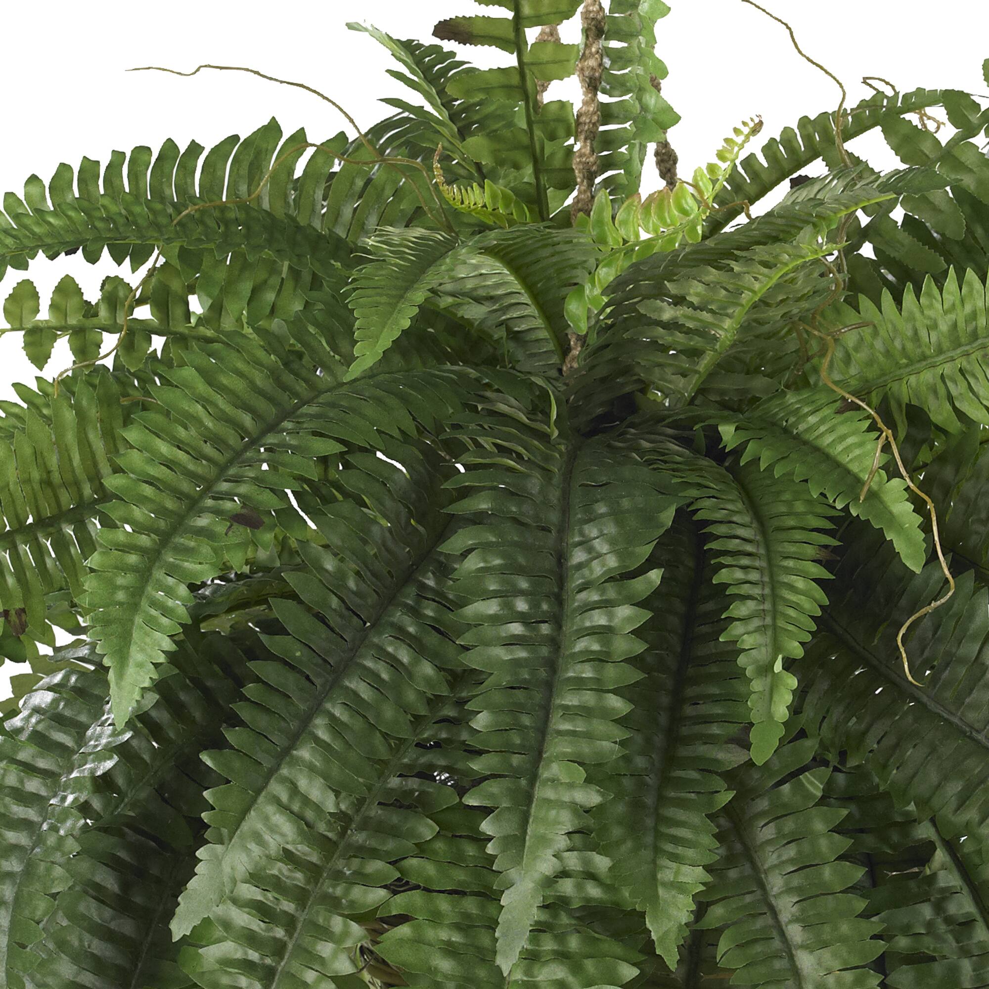 22" Boston Fern Hanging Basket | Potted Plants | Michaels