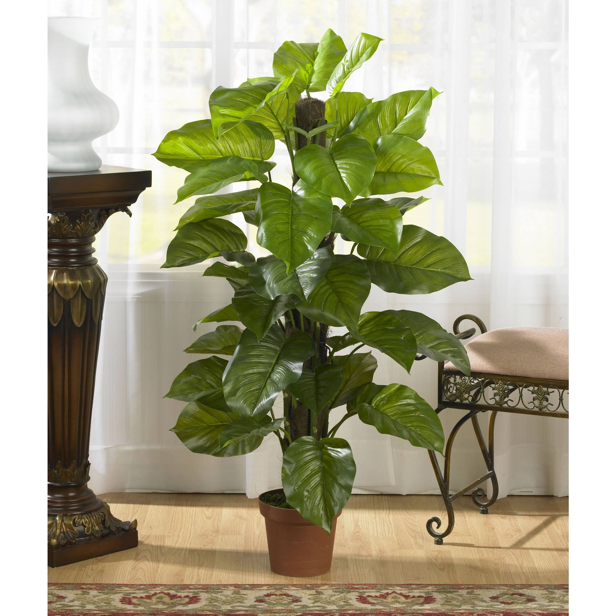4.3ft. Potted Large Leaf Philodendron Plant | Michaels