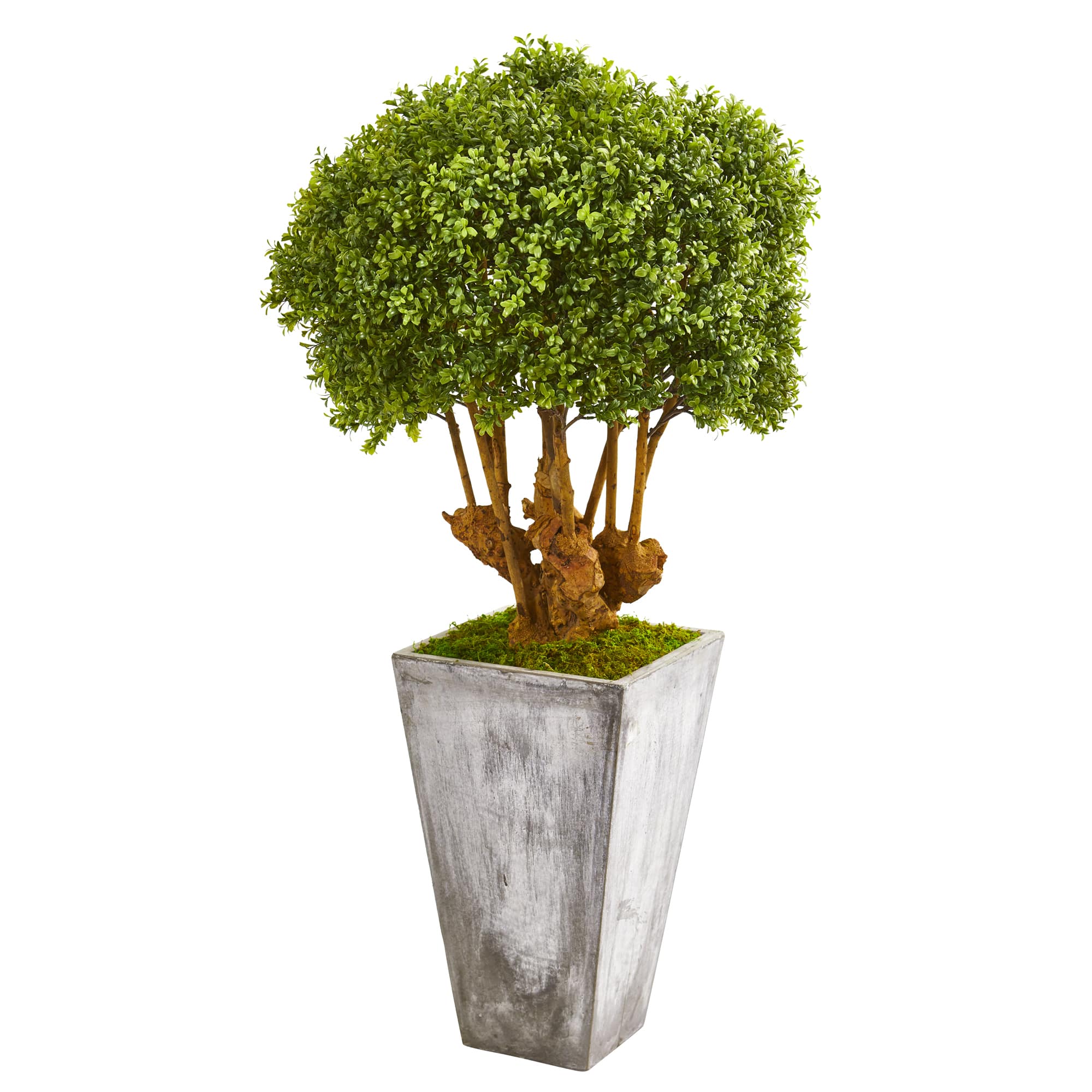 4ft. Boxwood Topiary Tree in Cement Planter | Michaels