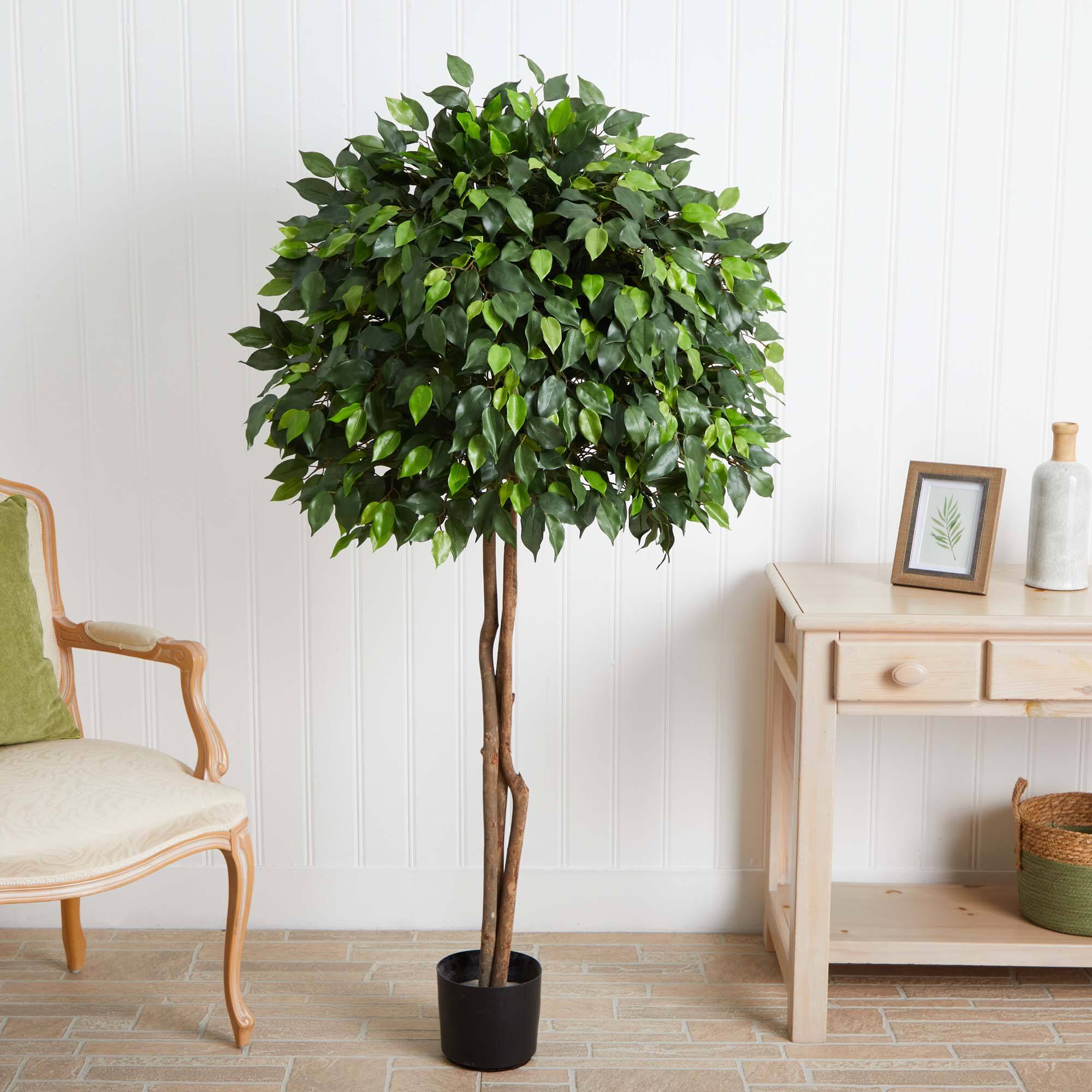 5.5ft. Potted Ficus Tree | Michaels