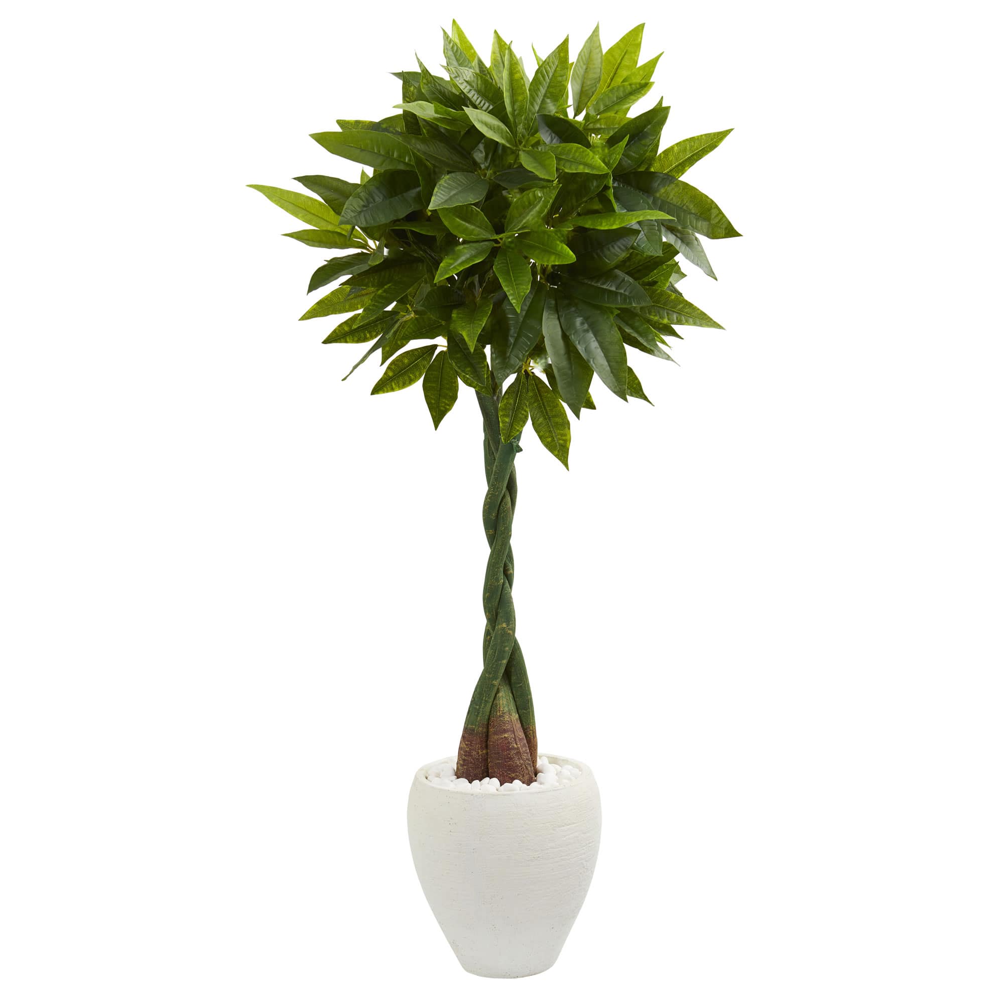 5ft. Money Tree in White Oval Planter | Michaels