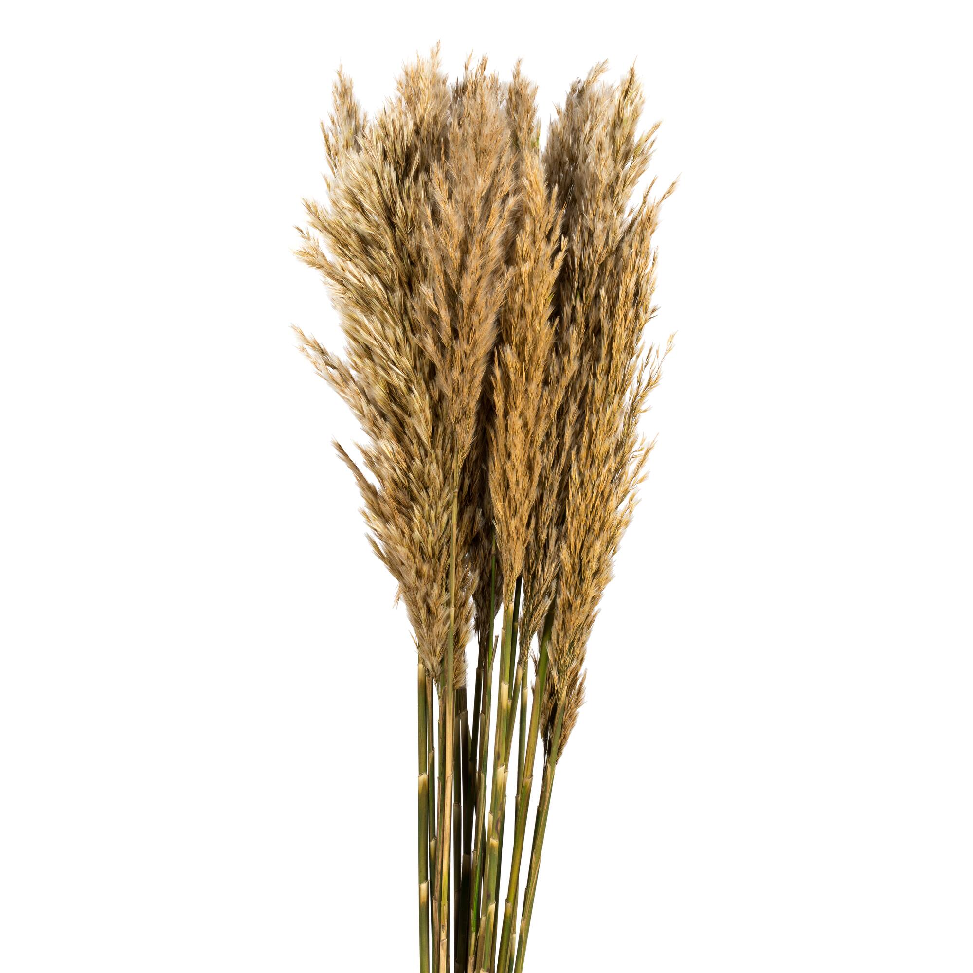 Plume Reed Preserved Bundle | Michaels