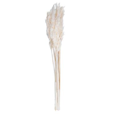 Plume Reed Preserved Bundle, Color: Bleached | Michaels