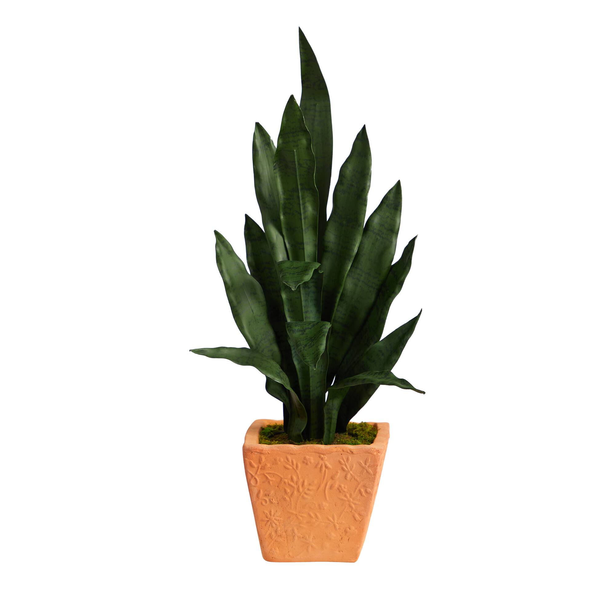 2.5ft. Snake Plant in Decorative Terra Cotta Planter | Potted Plants ...