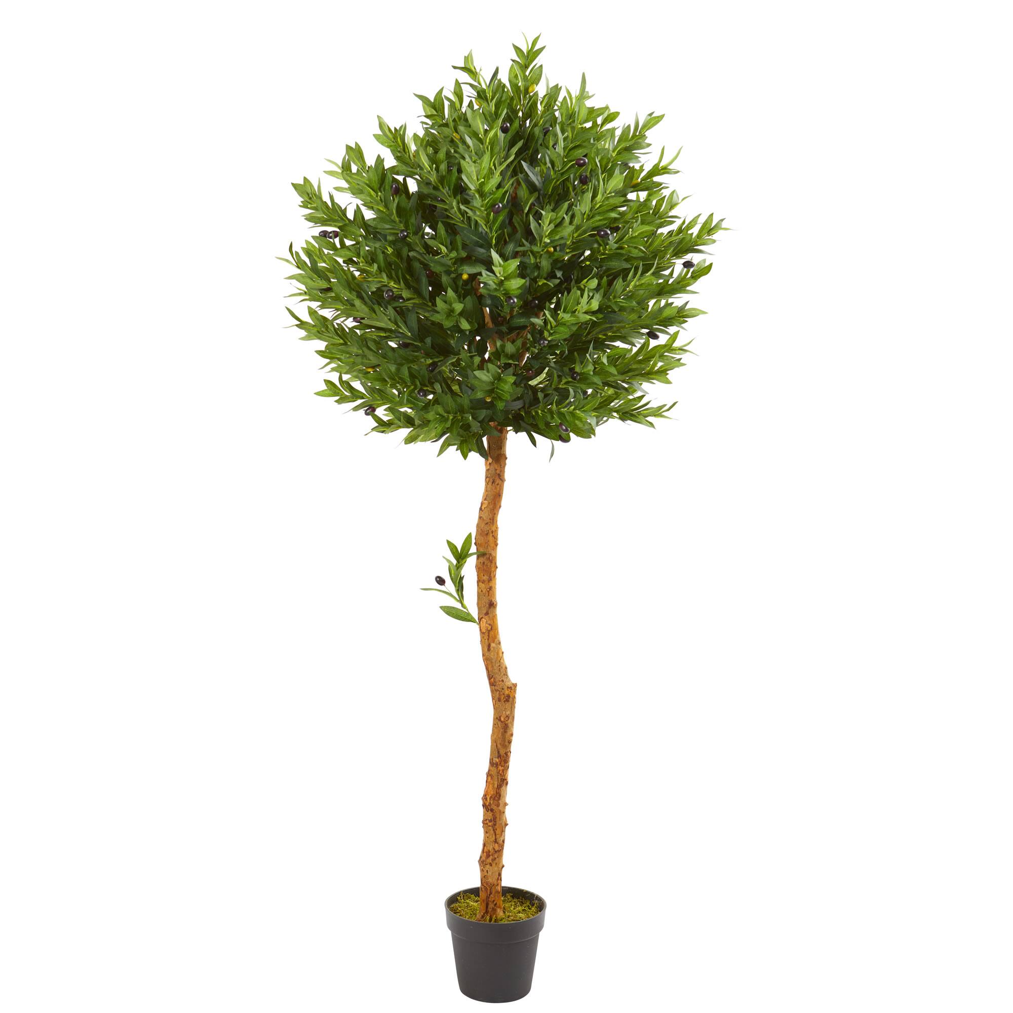 5.5ft. Potted Olive Topiary Tree | Michaels