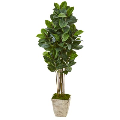 5.5ft. Rubber Tree in Country White Planter | Michaels