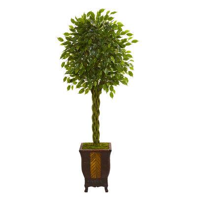 6ft. Braided Ficus Tree in Decorative Planter | Michaels