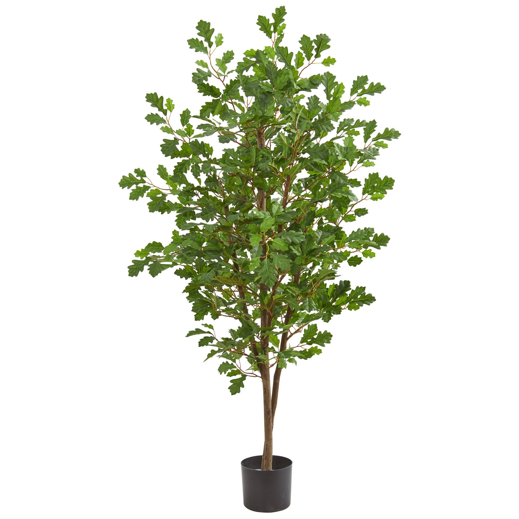 5ft. Potted Oak Tree | Trees & Floor Plants | Michaels