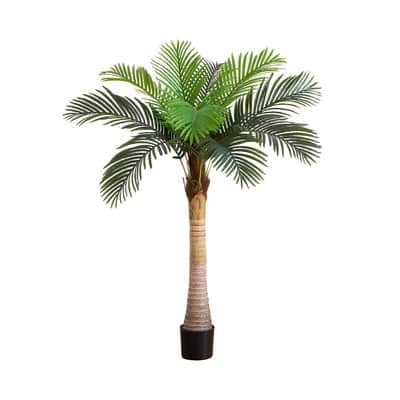 5ft. Potted Coconut Palm Tree | Michaels
