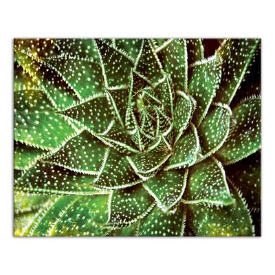 Spotty Succulent 20" x 16" Canvas Wall Art | Michaels