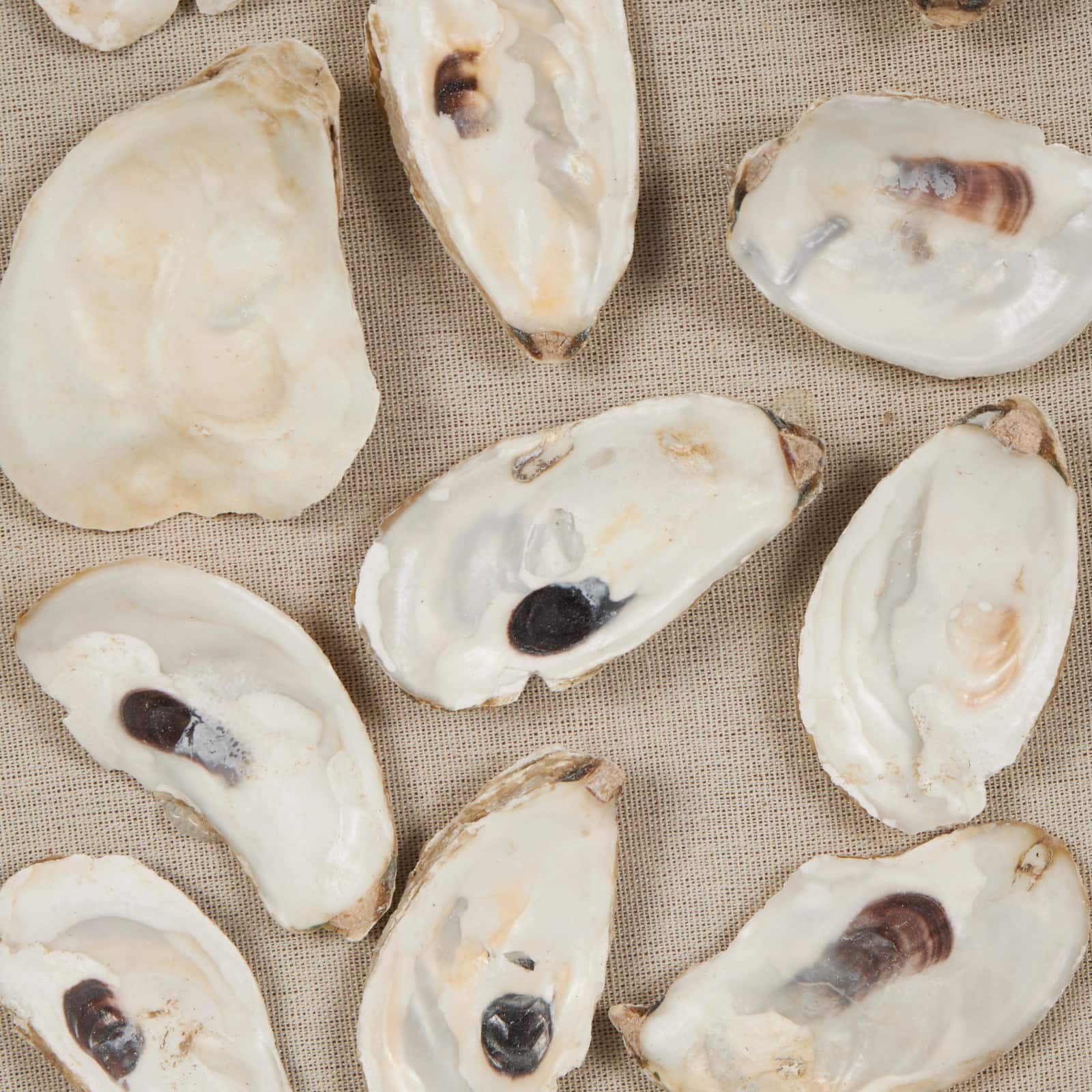 Cream Shell Shell Handmade Abstract Wall Décor with Beige Linen Backing ...