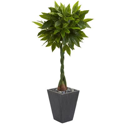 5ft. Money Tree in Slate Planter | Michaels