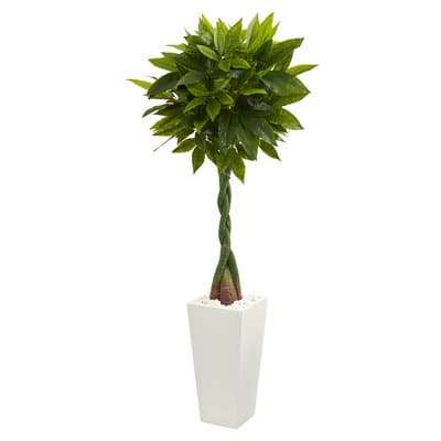 5.5ft. Money Tree in White Tower Planter | Michaels
