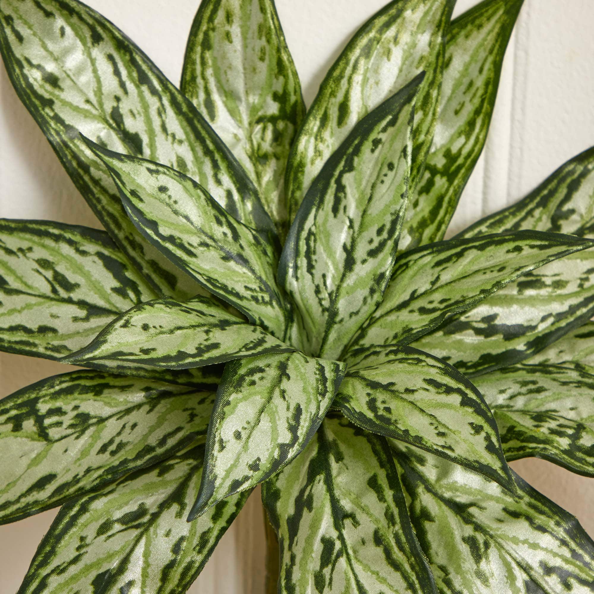 Silver Queen Plant, 6ct. | Michaels