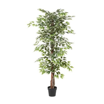 6ft. Potted Ficus Tree | Michaels