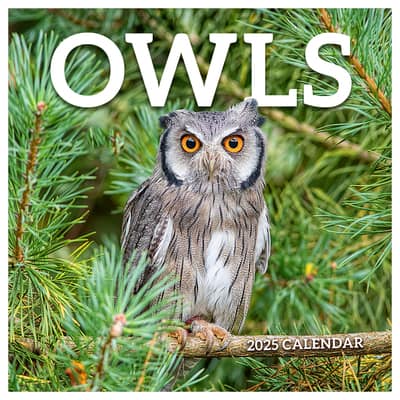 TF Publishing 2025 Owls Wall Calendar | Michaels