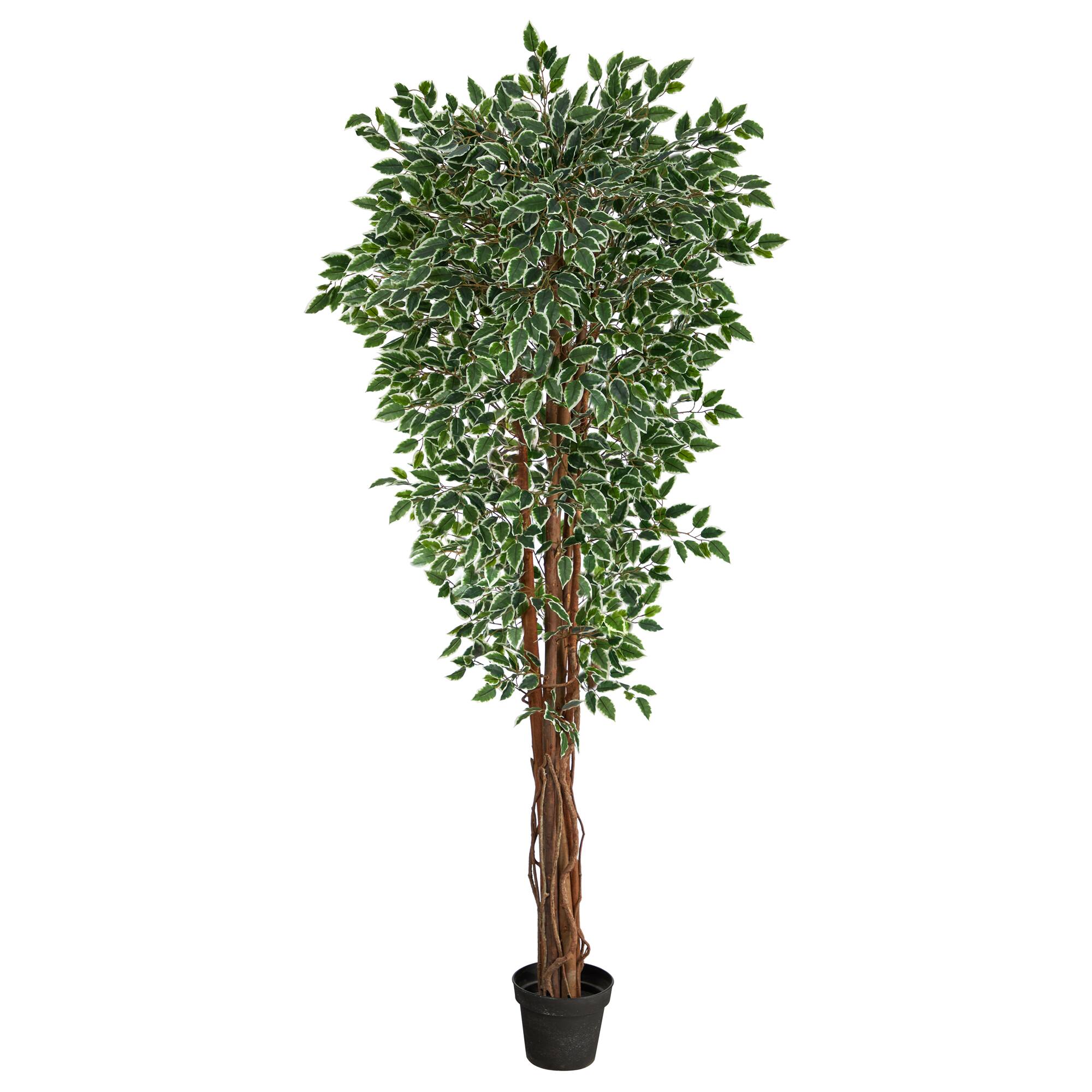 5.8ft. Potted Variegated Ficus Tree | Michaels