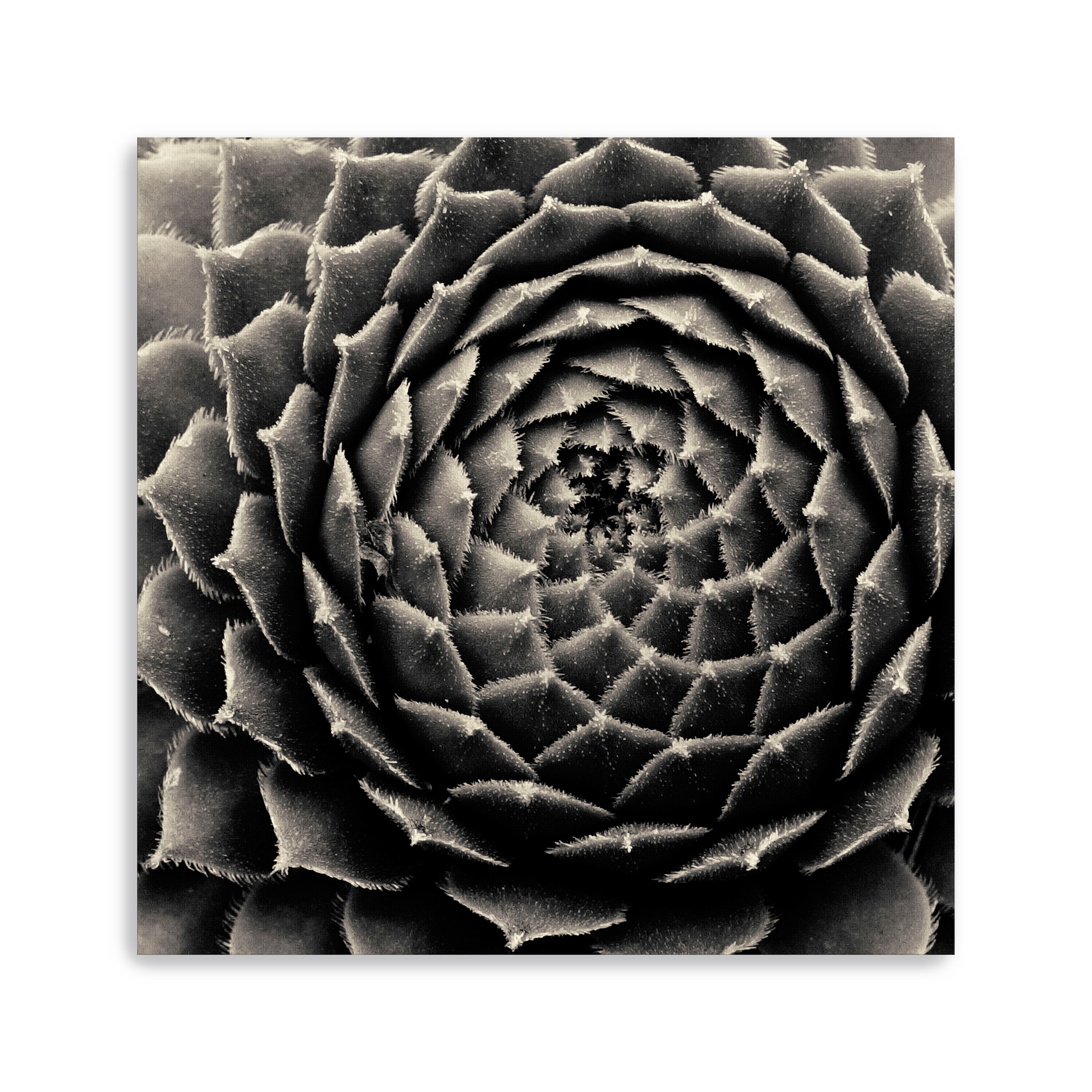 Lumaprints Succulent Giclée Canvas | Canvas Prints | Michaels