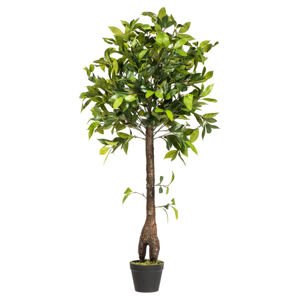 4ft. Potted Camellia Tree | Michaels
