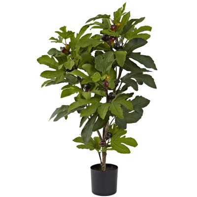 2.6ft. Potted Fig Tree with Fruit | Michaels