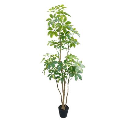 5ft. Potted Variegated Schefflera Tree by Ashland® | Michaels