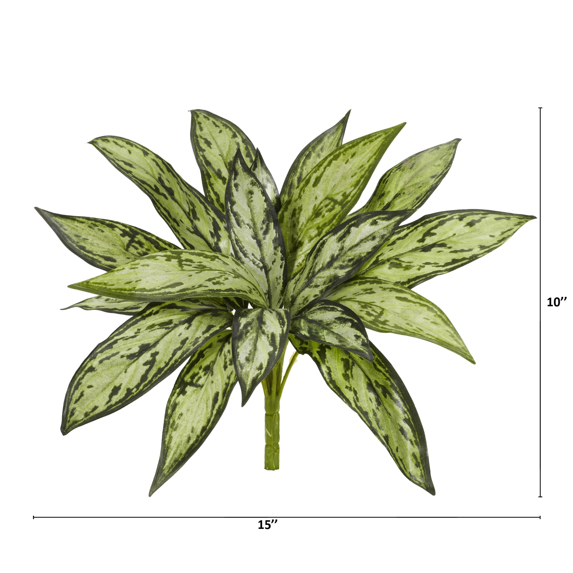 Silver Queen Plant, 6ct. | Michaels