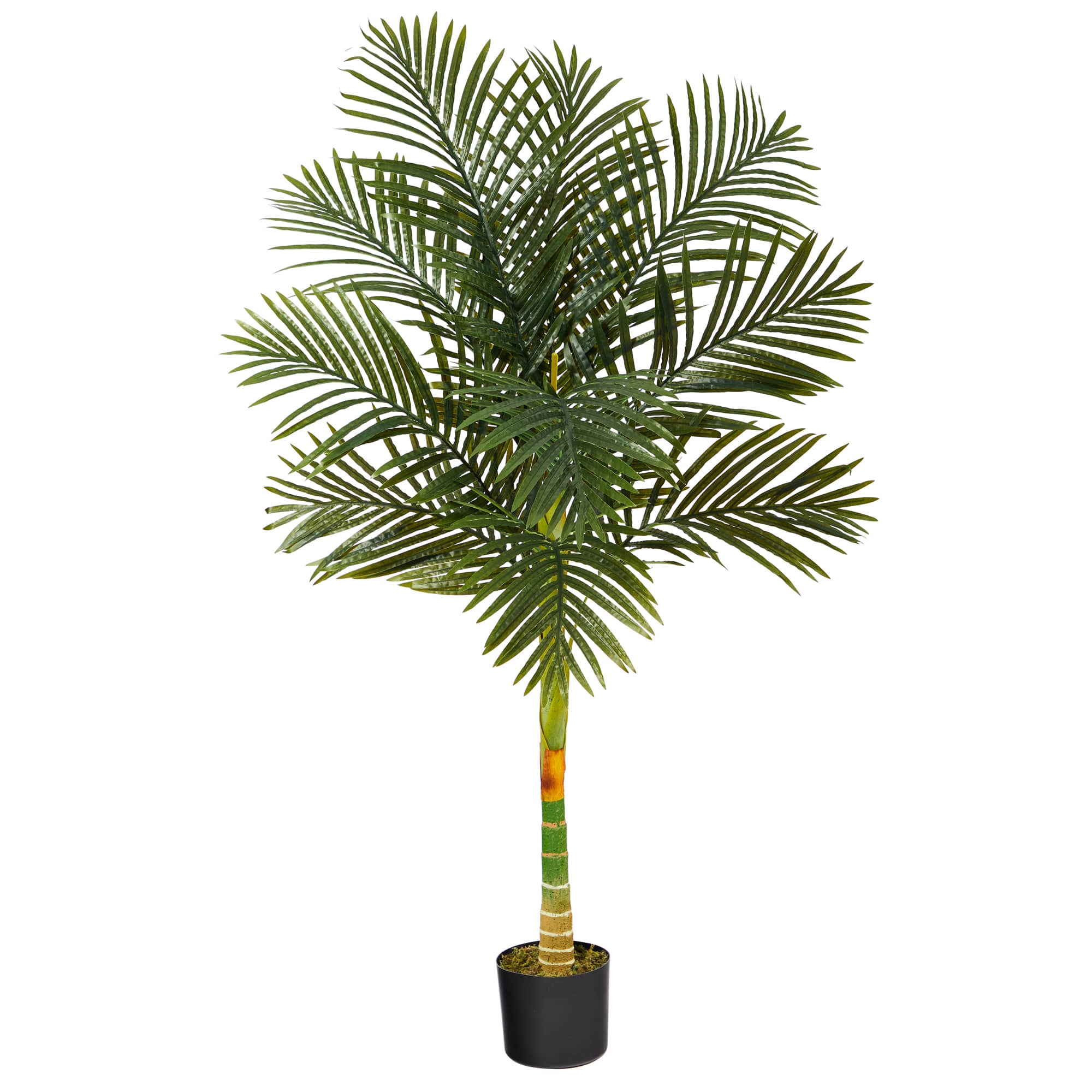 5ft. Potted Golden Cane Palm Tree | Michaels
