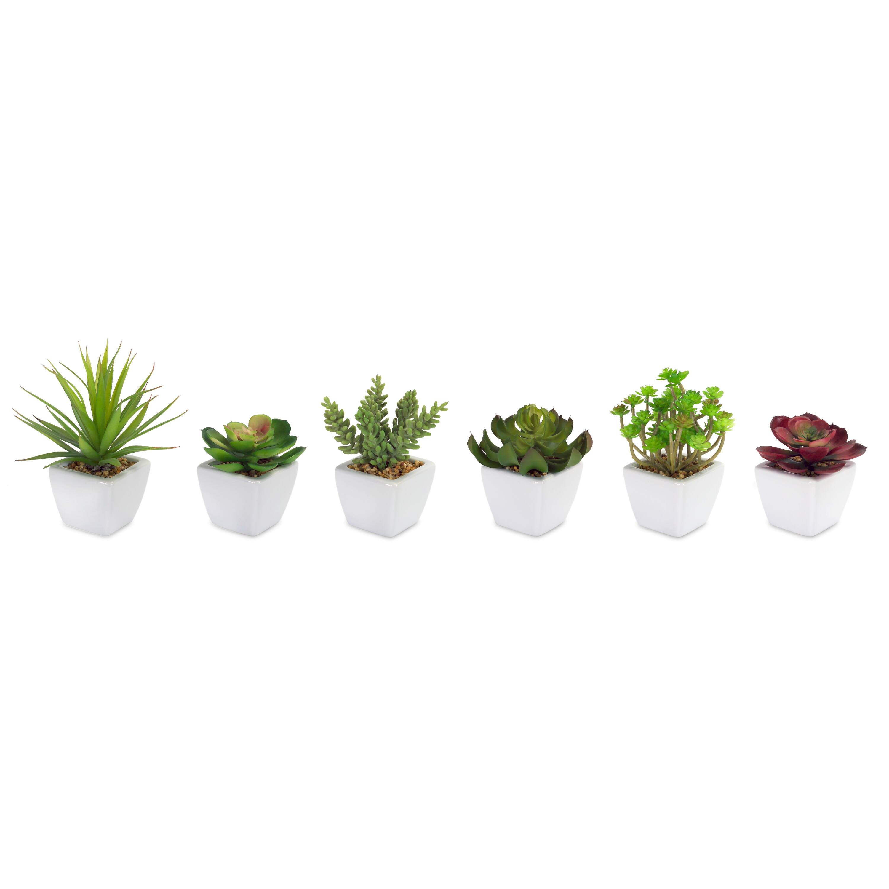 7" Potted Succulent Set | Michaels