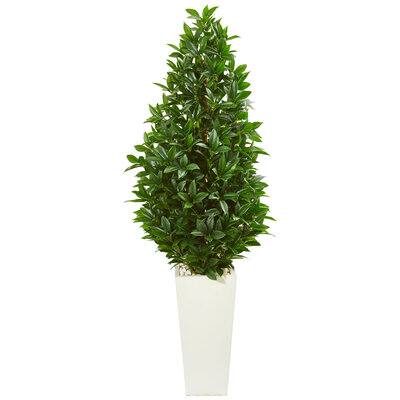 5.5ft. Bay Leaf Cone Topiary Tree in White Planter | Michaels