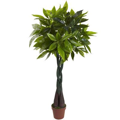 4ft. Potted Money Tree | Michaels