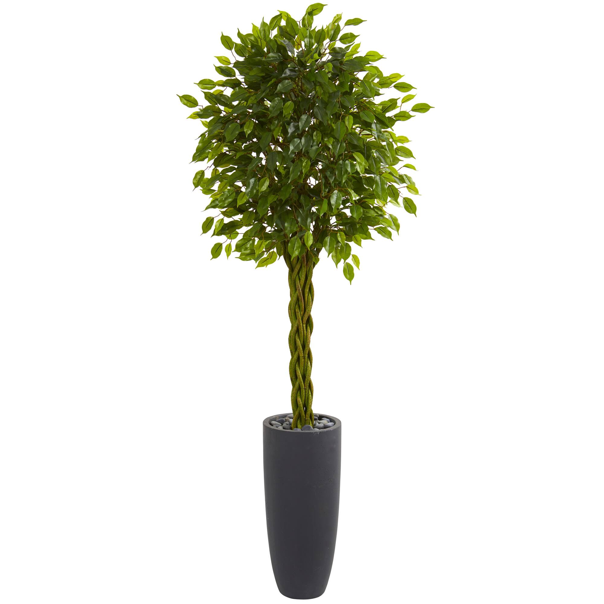 6.5ft. Braided Ficus Tree in Cylinder Planter | Trees & Floor Plants ...