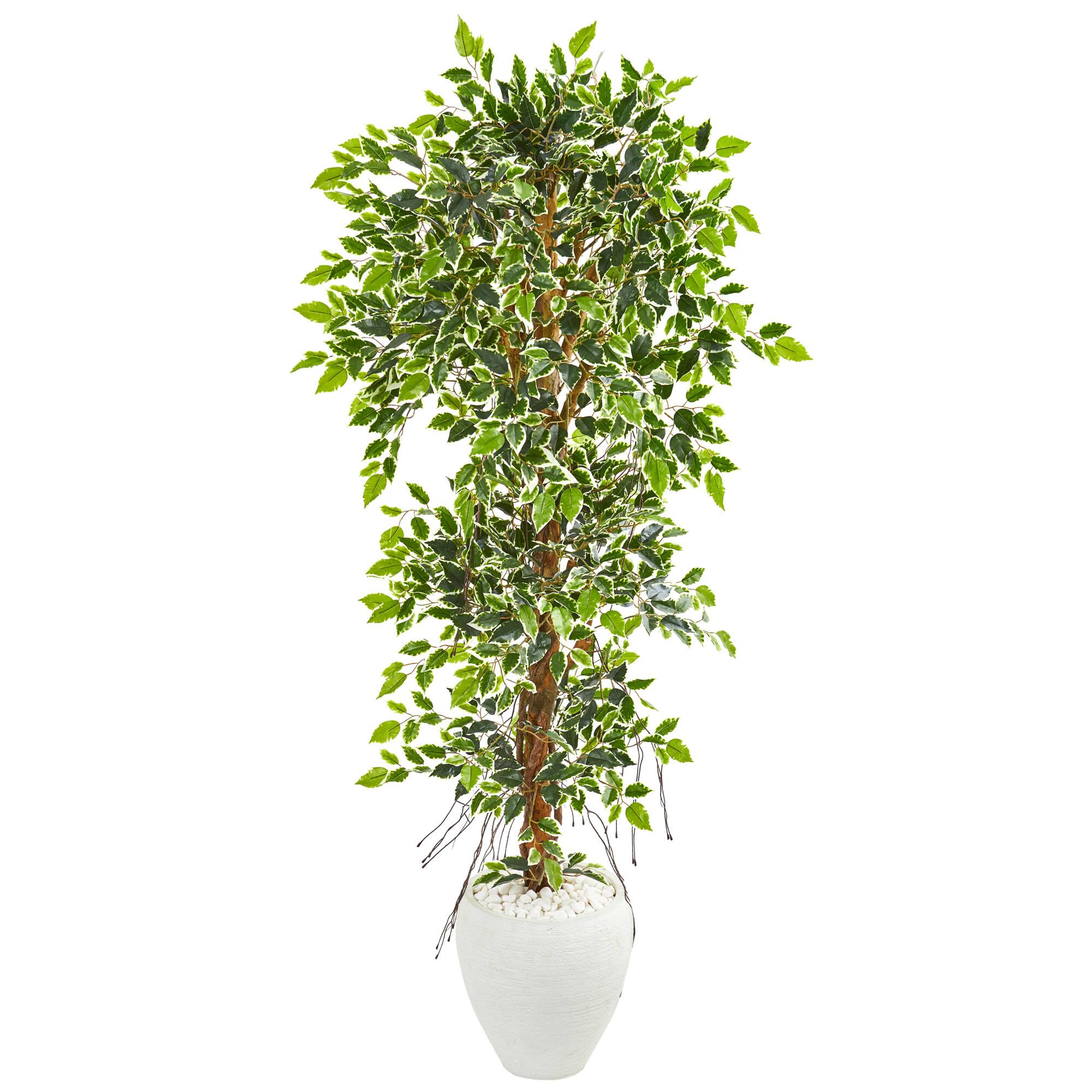 5.5ft. Elegant Ficus Tree in Decorative White Planter | Trees & Floor ...