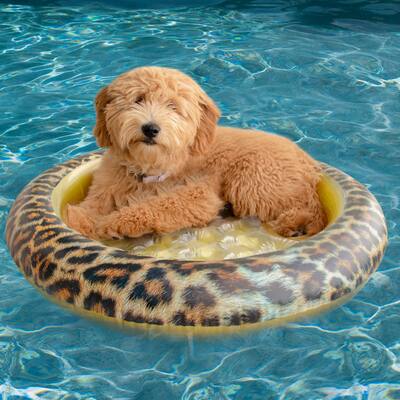 PoolCandy 36" Leopard Pet Float | Michaels