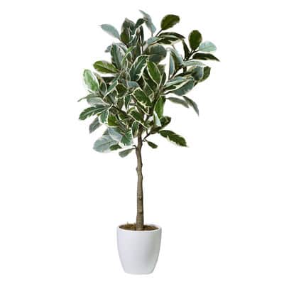 American Art Decor 5ft. Variegated Rubber Tree in White Ceramic Pot ...