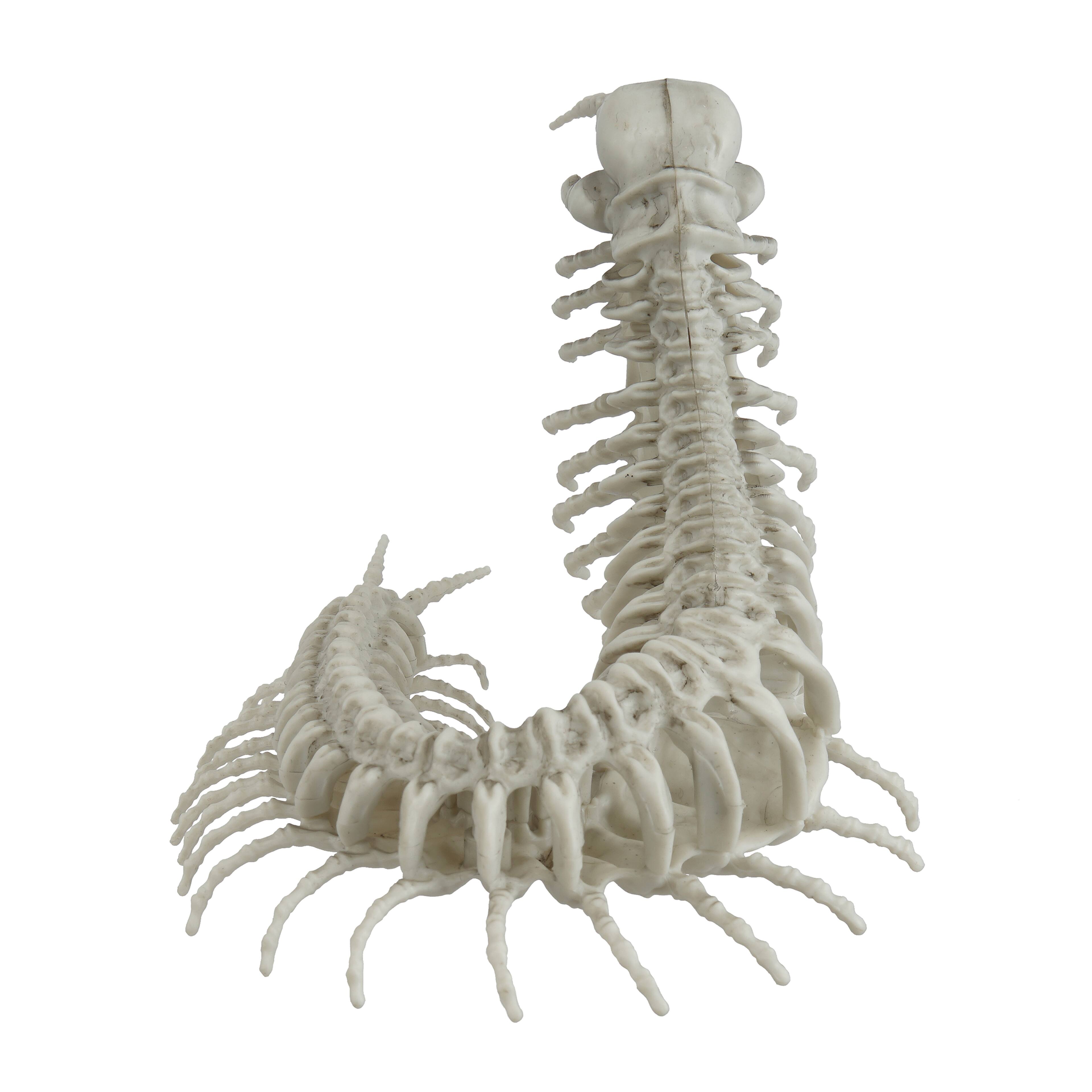5.5" Centipede Skeleton by Ashland® | Michaels