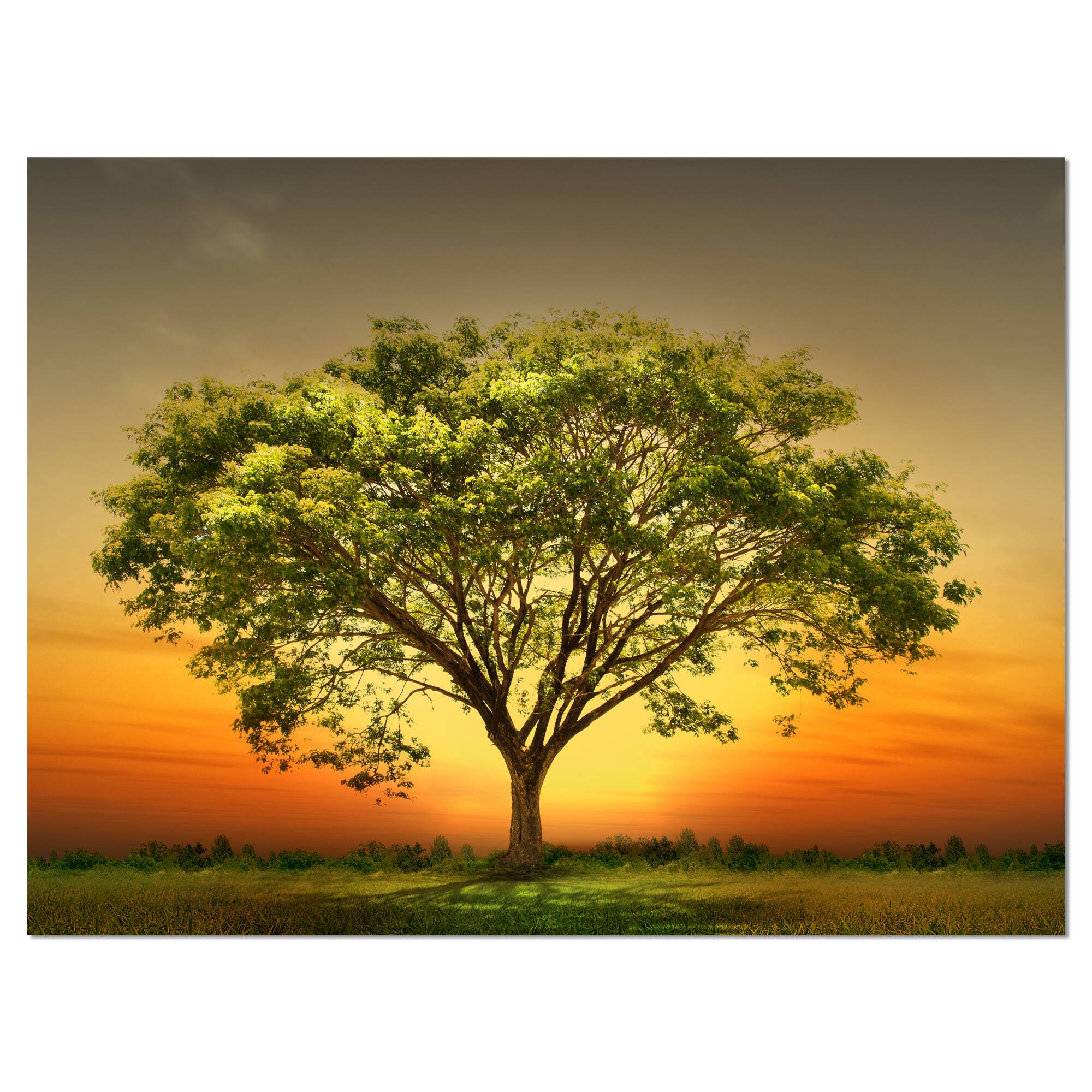 Designart - Green Tree against Setting Sun - Trees Canvas Art Print ...