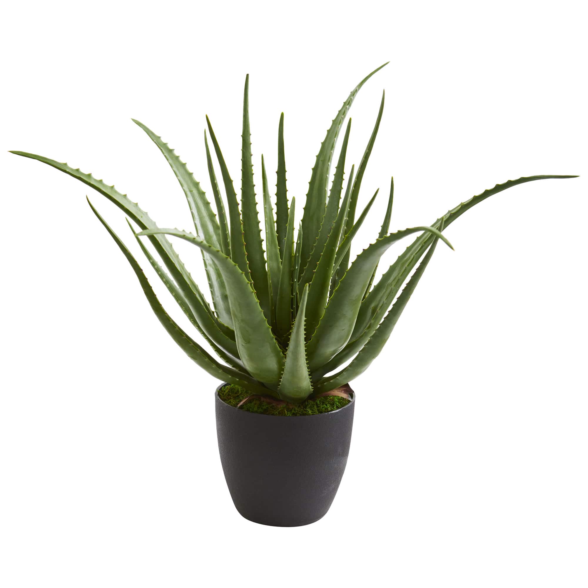 2ft. Potted Aloe Plant | Michaels