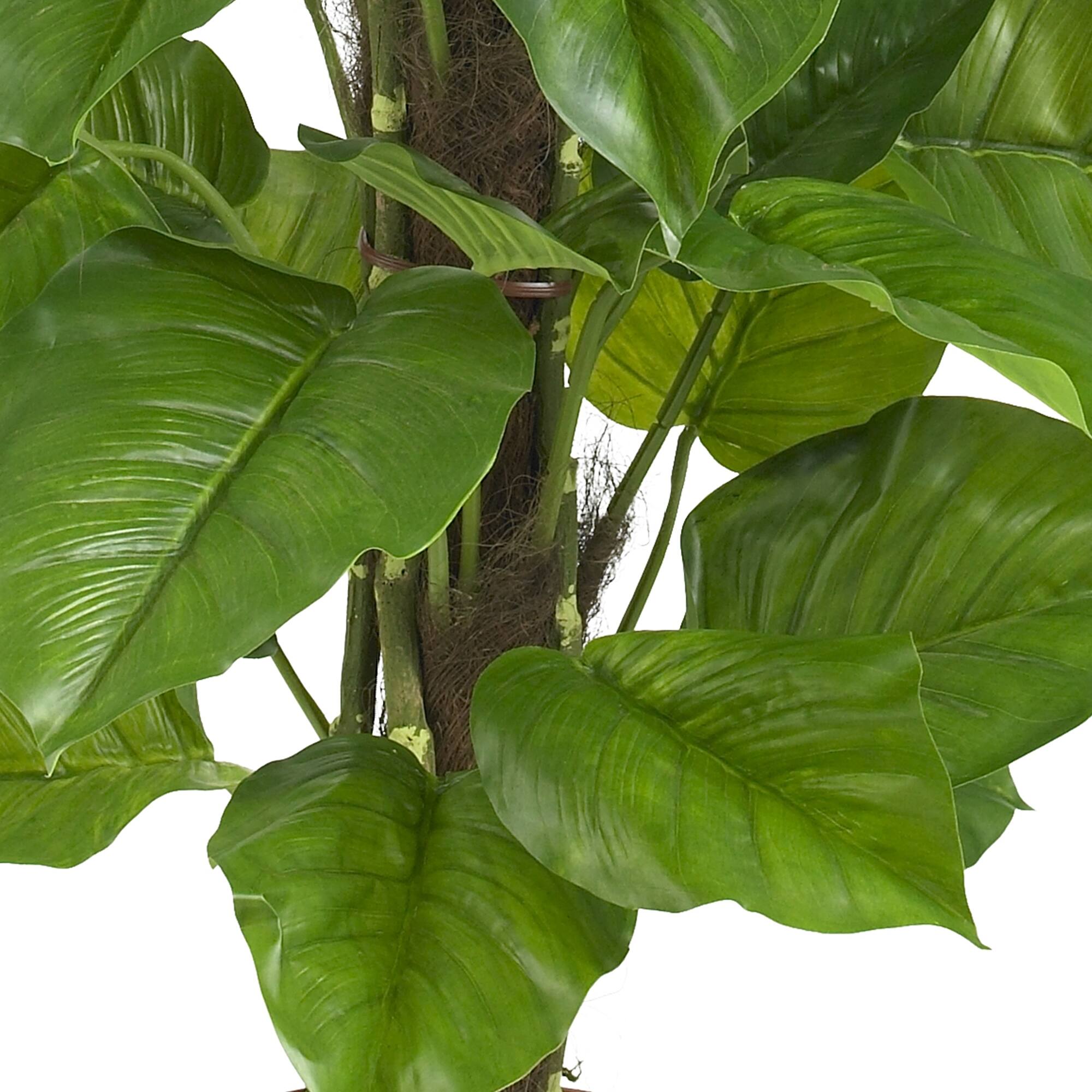 4.3ft. Potted Large Leaf Philodendron Plant | Michaels