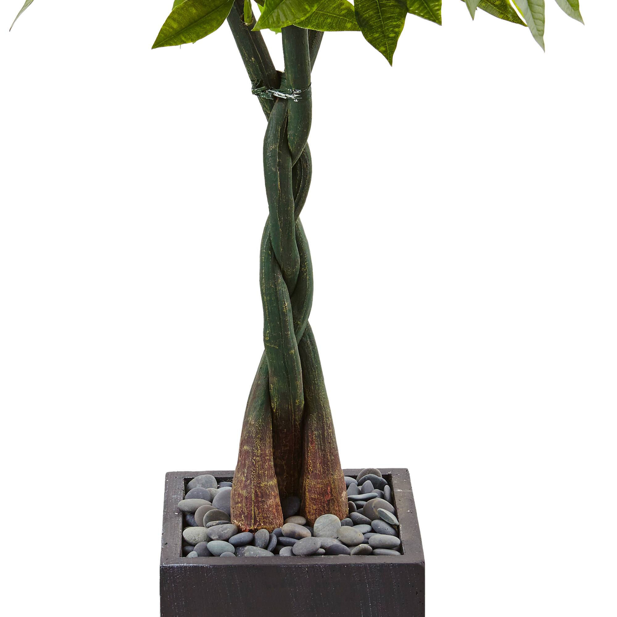 5ft. Money Tree in Black Square Planter | Michaels