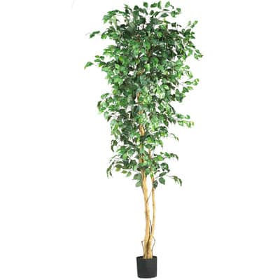 7ft. Potted Ficus Tree | Michaels