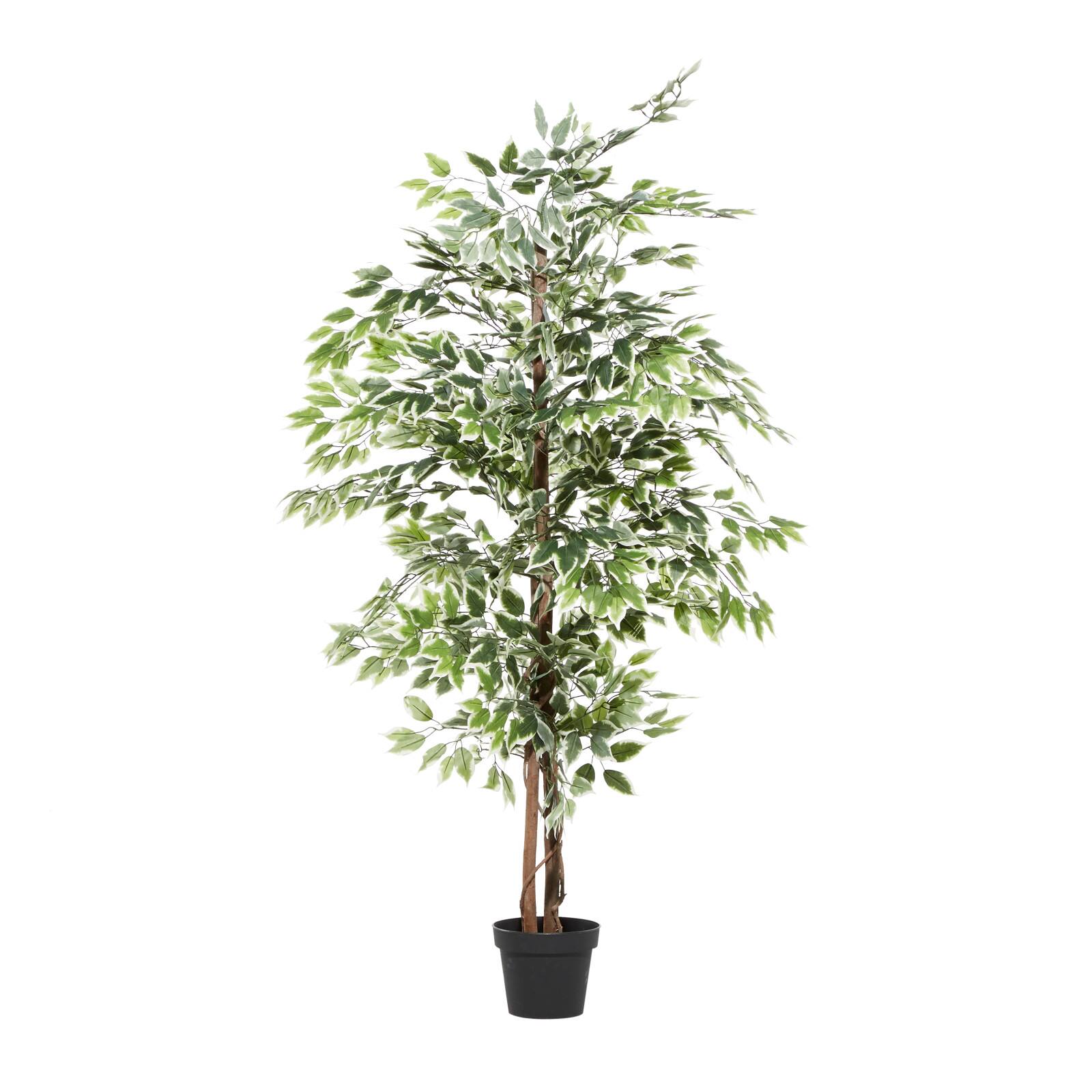 6ft. Potted Ficus Tree | Michaels