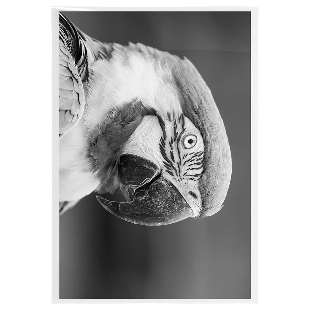 JAM Paper Cello Sleeves with Self Adhesive Closure, 100ct. | Michaels