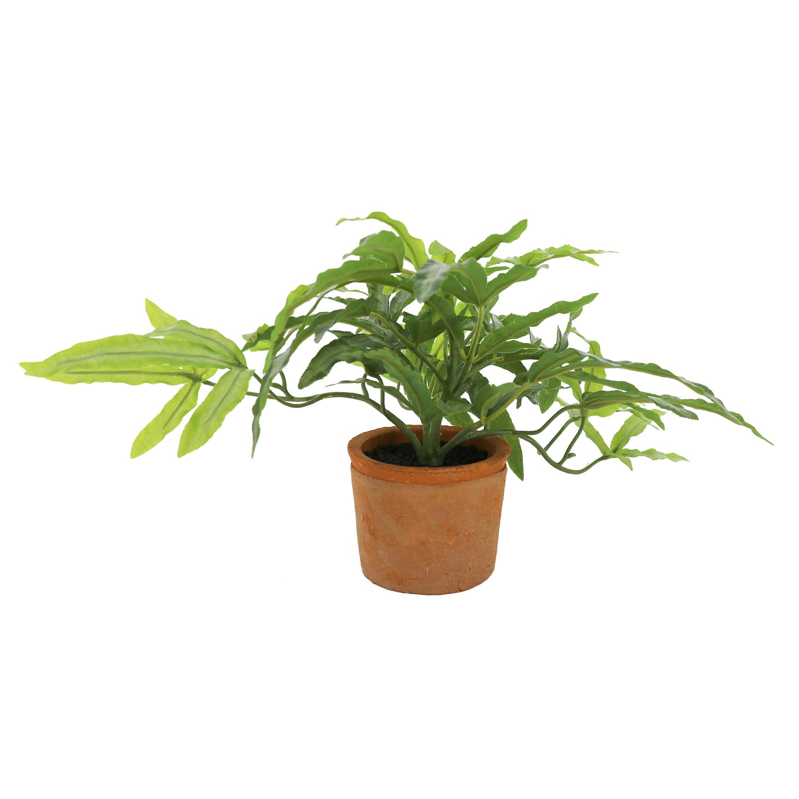 10" Ribbon Fern Plant in Terra Cotta Pot by Ashland® | Michaels