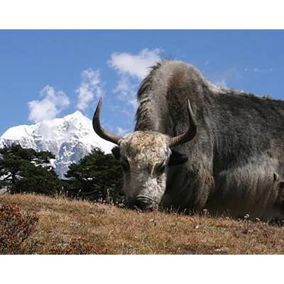 Sparkly Selections Yak Near Mount Everest 40cm x 50cm Diamond Painting ...