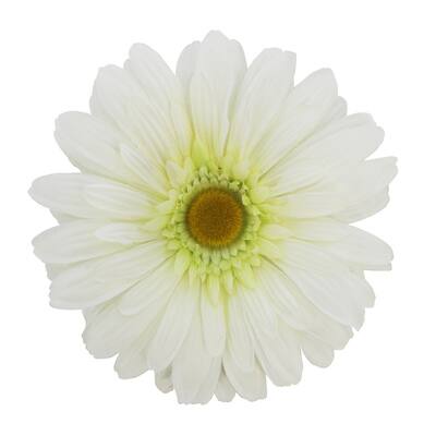 7.5" Deluxe Cream Daisy Floral Accent by Ashland® | Michaels